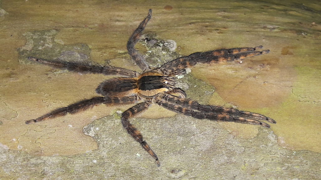Bromeliad spiders from San Francisco, Cundinamarca, Colombia on April ...