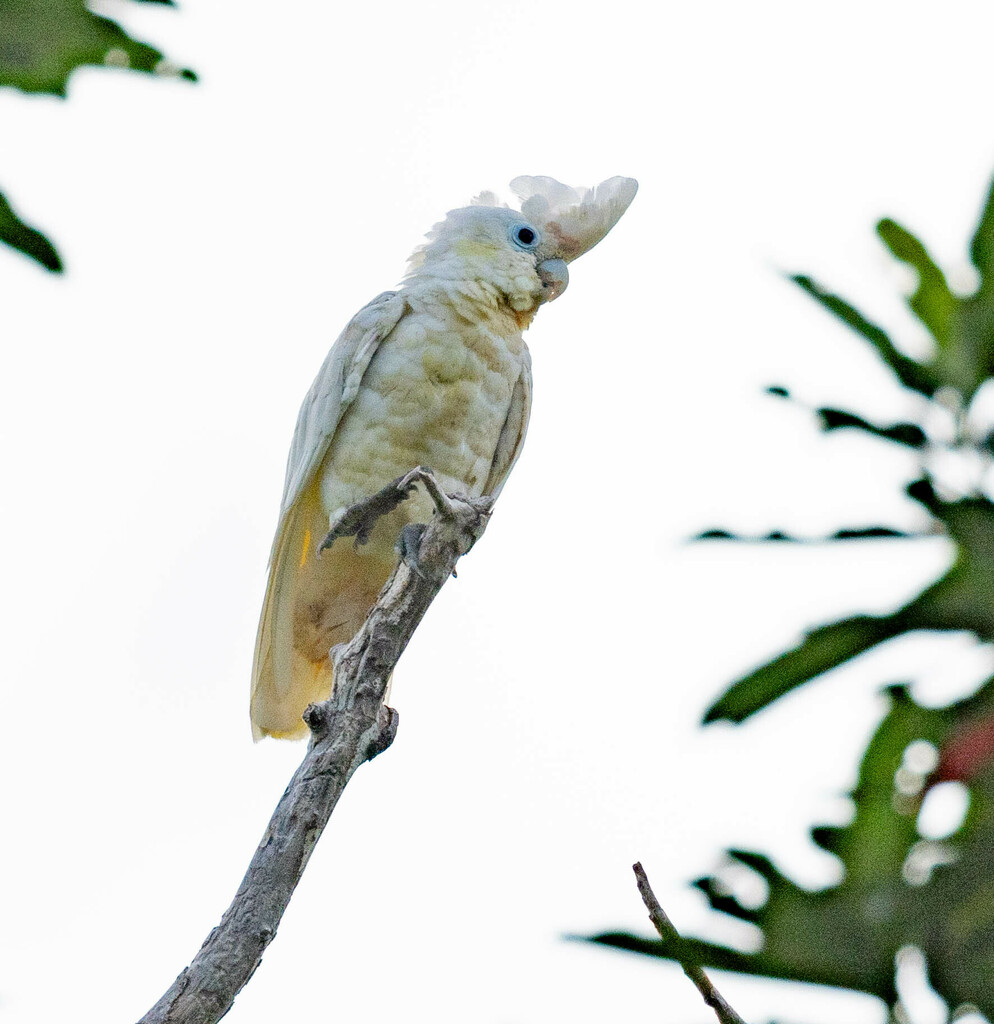 Ducorps's Cockatoo from Tetepare Island Western Province SB, 7CHV+7PH ...