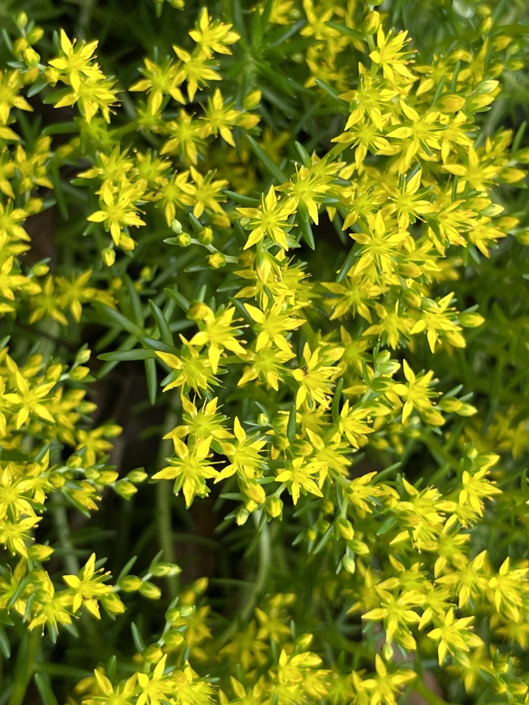 Mexican Stonecrop from 陽明路一段, TW on April 21, 2023 at 04:23 PM by Wolli ...