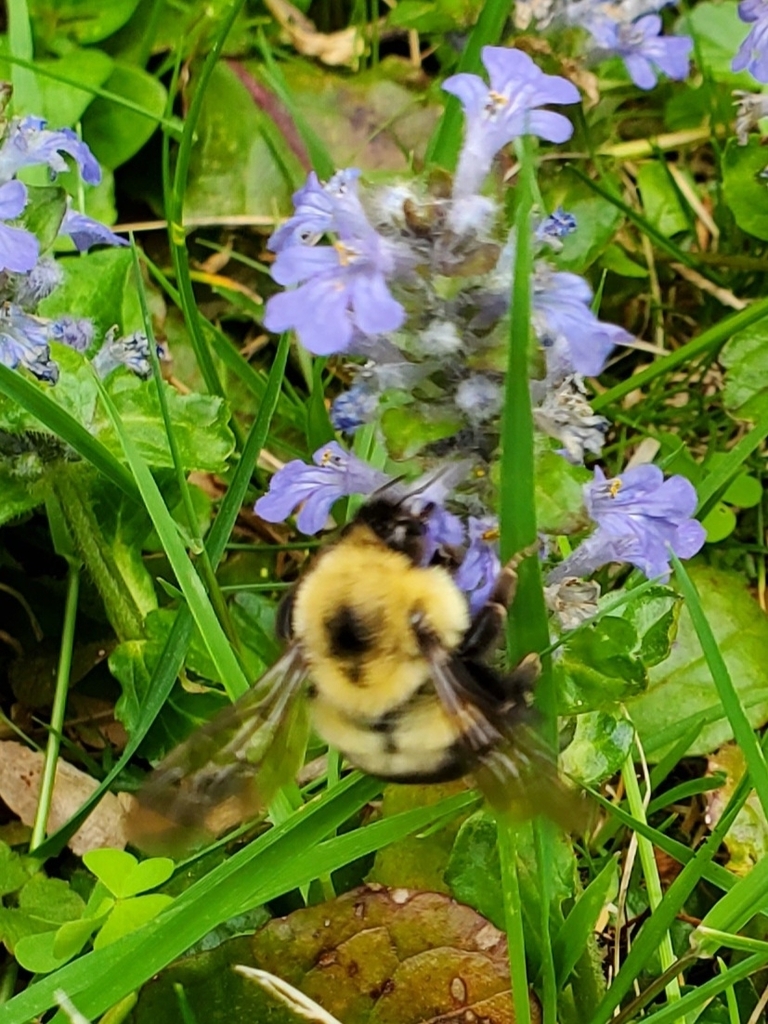 Two-spotted Bumble Bee from Gatlinburg, TN 37738, USA on April 21, 2023 ...