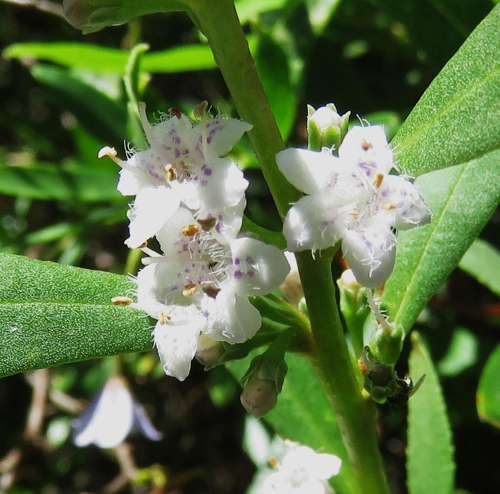 Myoporum tetrandrum from Stirling Range National Park WA 6338 ...