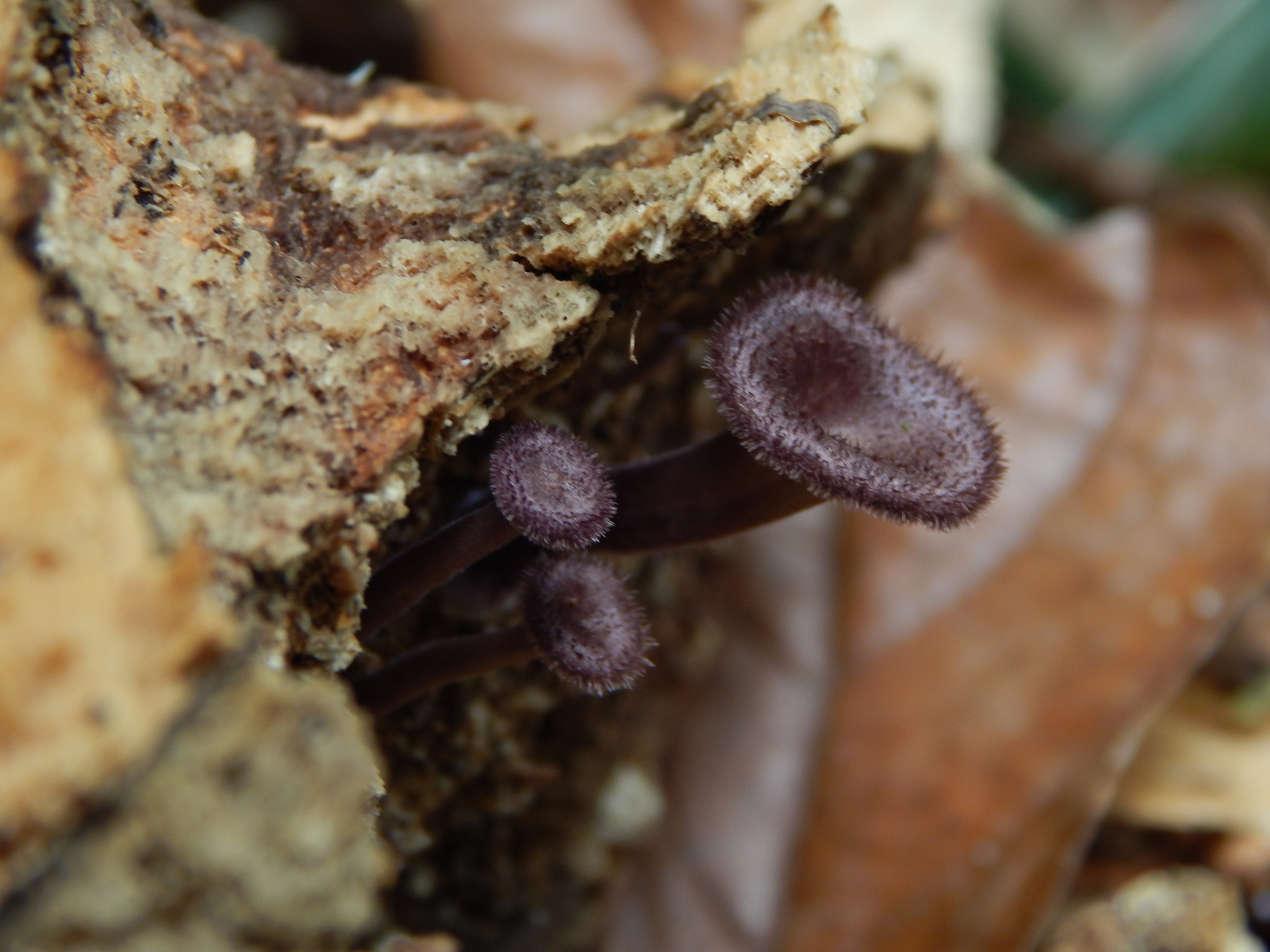 Panus strigellus (Berk.) Overh.