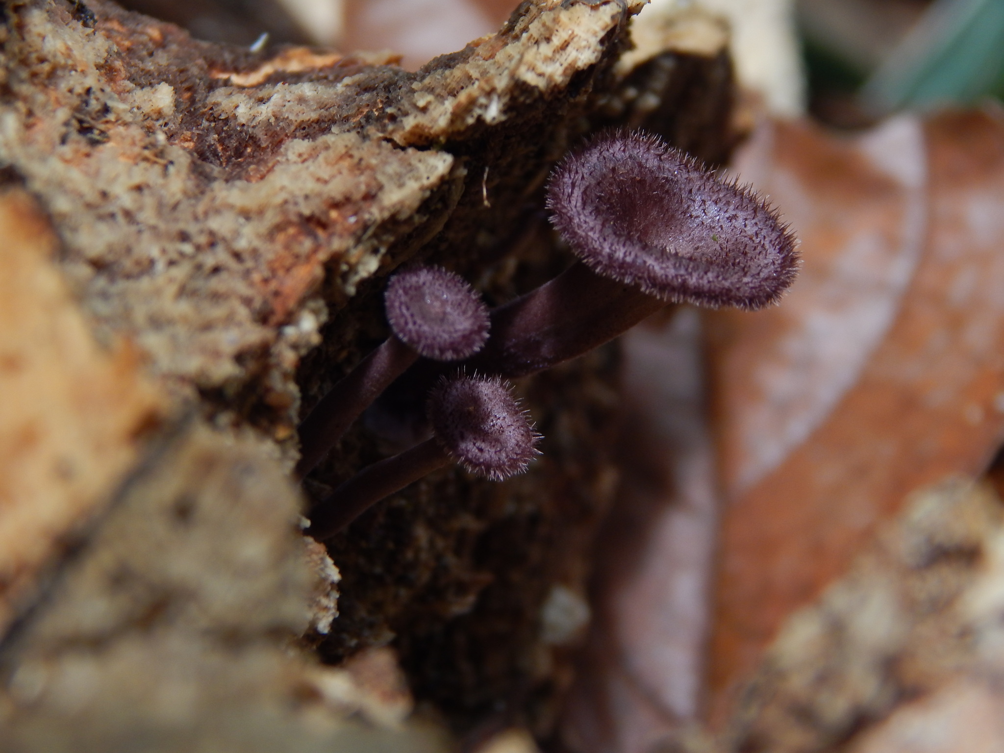 Panus strigellus (Berk.) Overh.