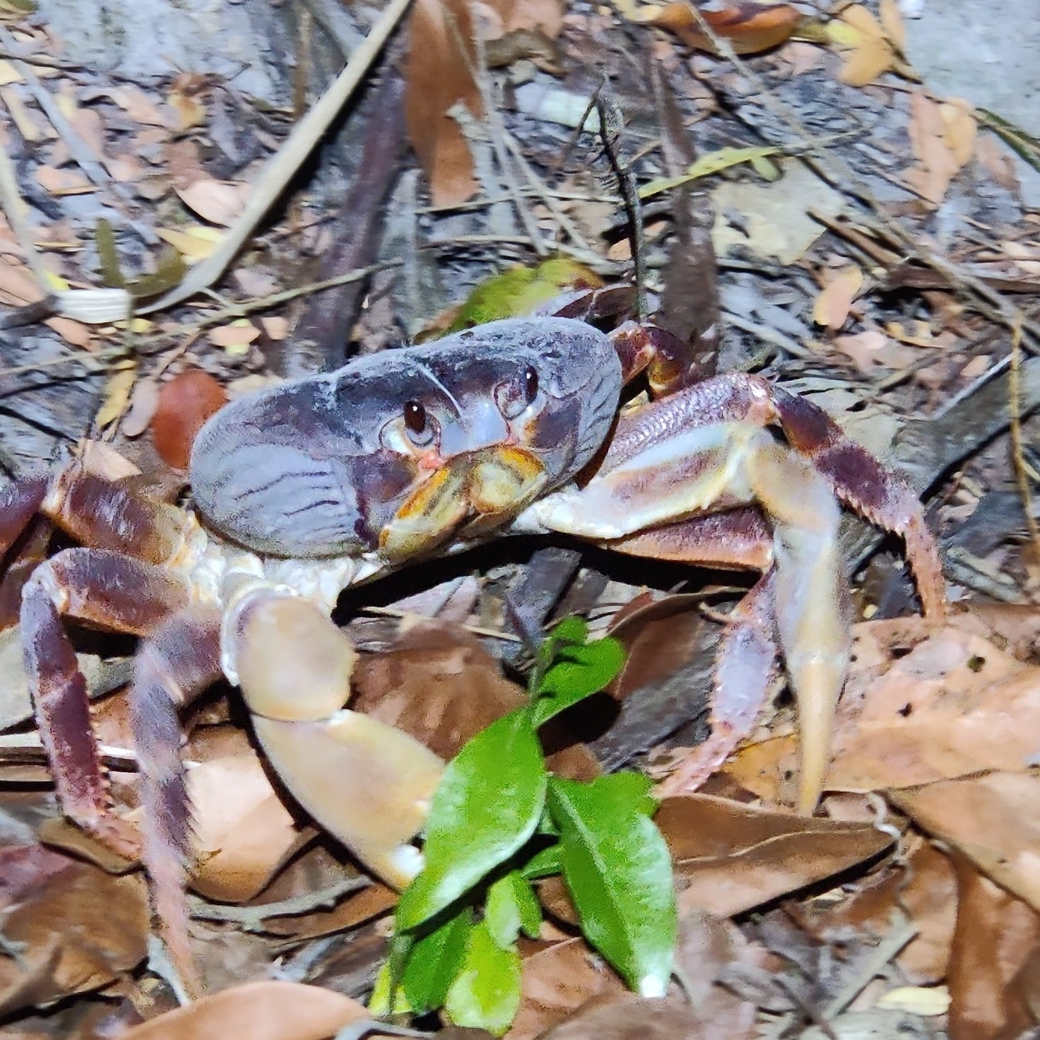 Gecarcinus ruricola (Linnaeus, 1758)