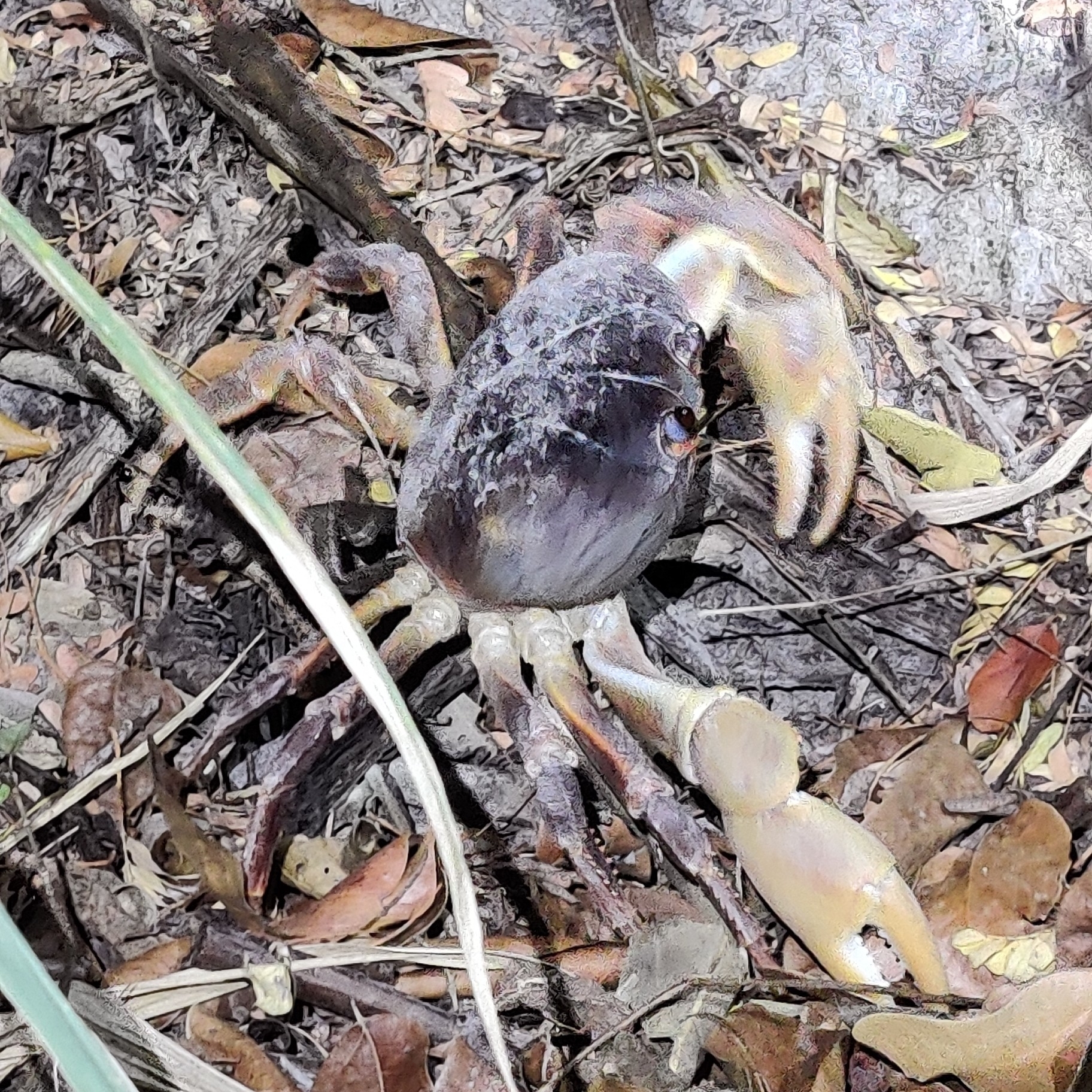 Gecarcinus ruricola (Linnaeus, 1758)