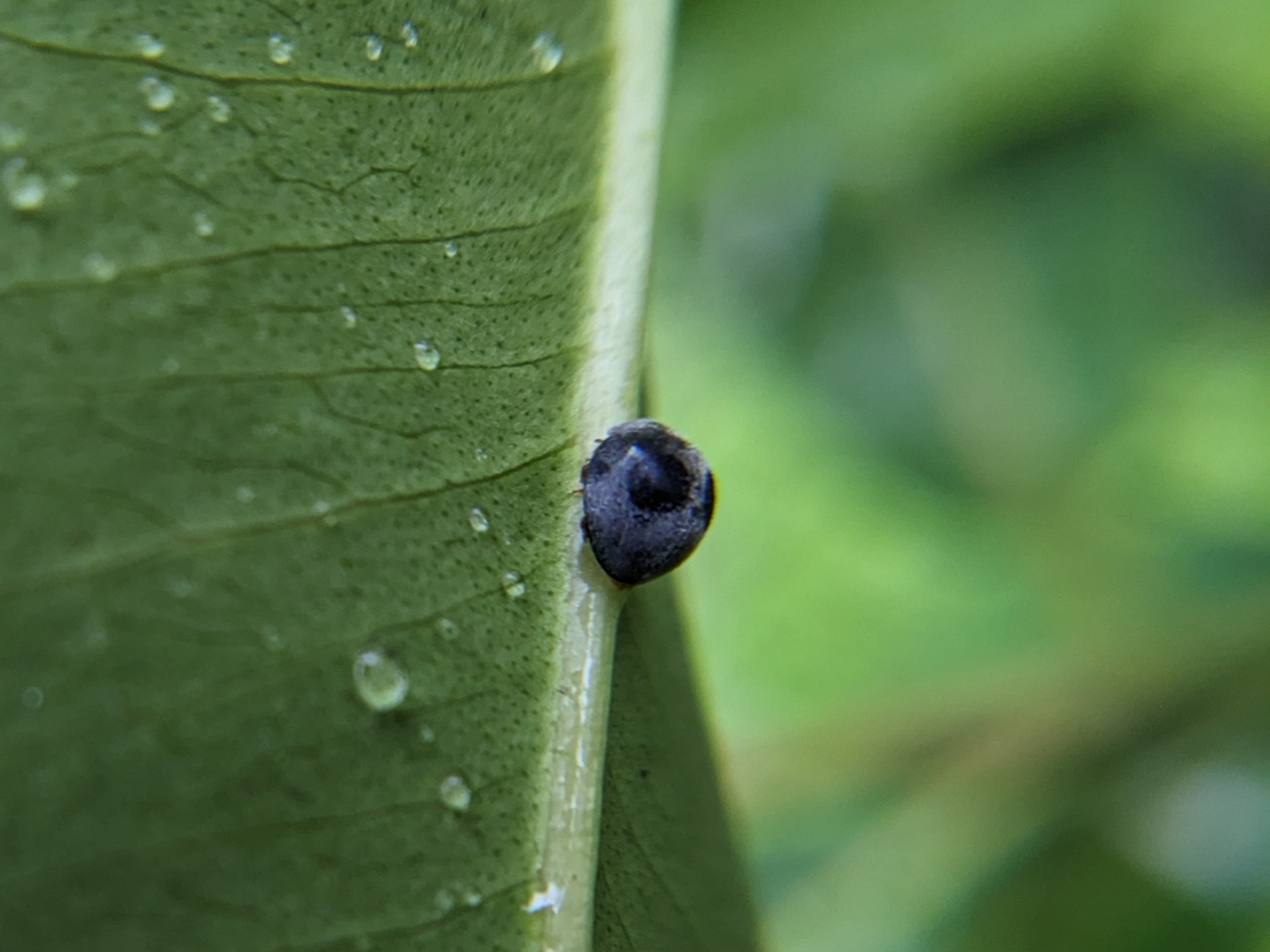 Azya orbigera Mulsant, 1850