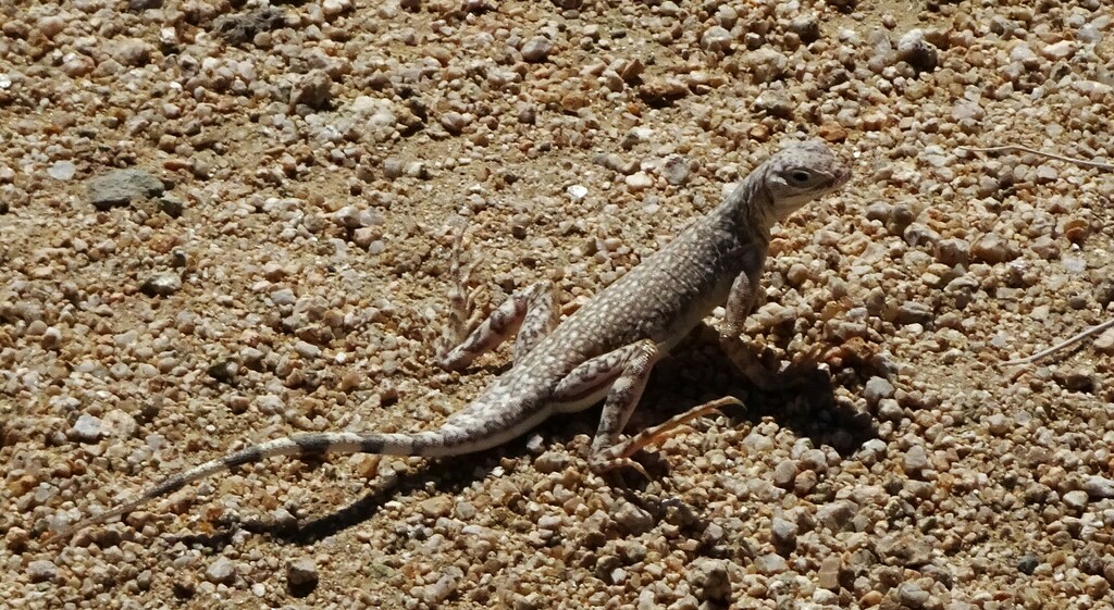 Zebra-tailed Lizard from Riverside County, CA, USA on April 21, 2023 at ...