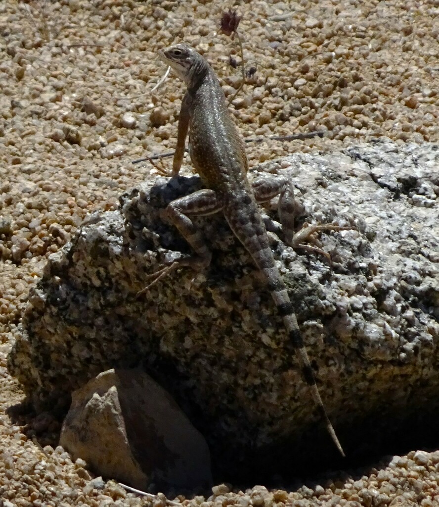 Zebra-tailed Lizard from Riverside County, CA, USA on April 21, 2023 at ...