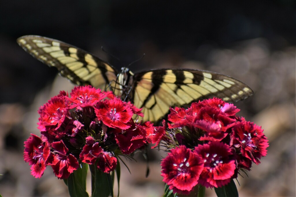 Eastern Tiger Swallowtail from Pinson, AL, USA on April 10, 2023 at 01: ...