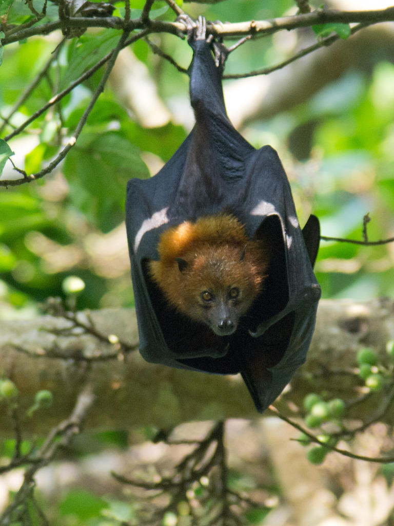 Pemba flying fox (Bats of Africa) · iNaturalist