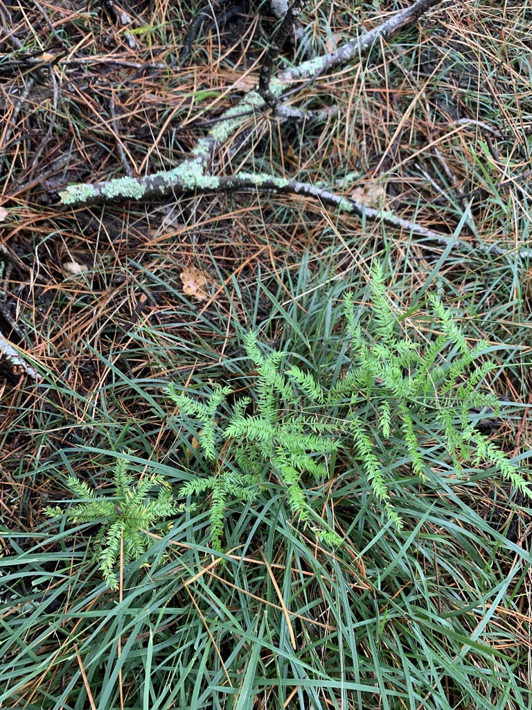 Climbing asparagus from Unsworth Reserve, Auckland, Auckland, NZ on ...