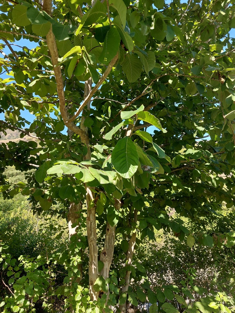 flowering plants from Oecusse, Timor-Leste on April 21, 2023 at 09:43 ...