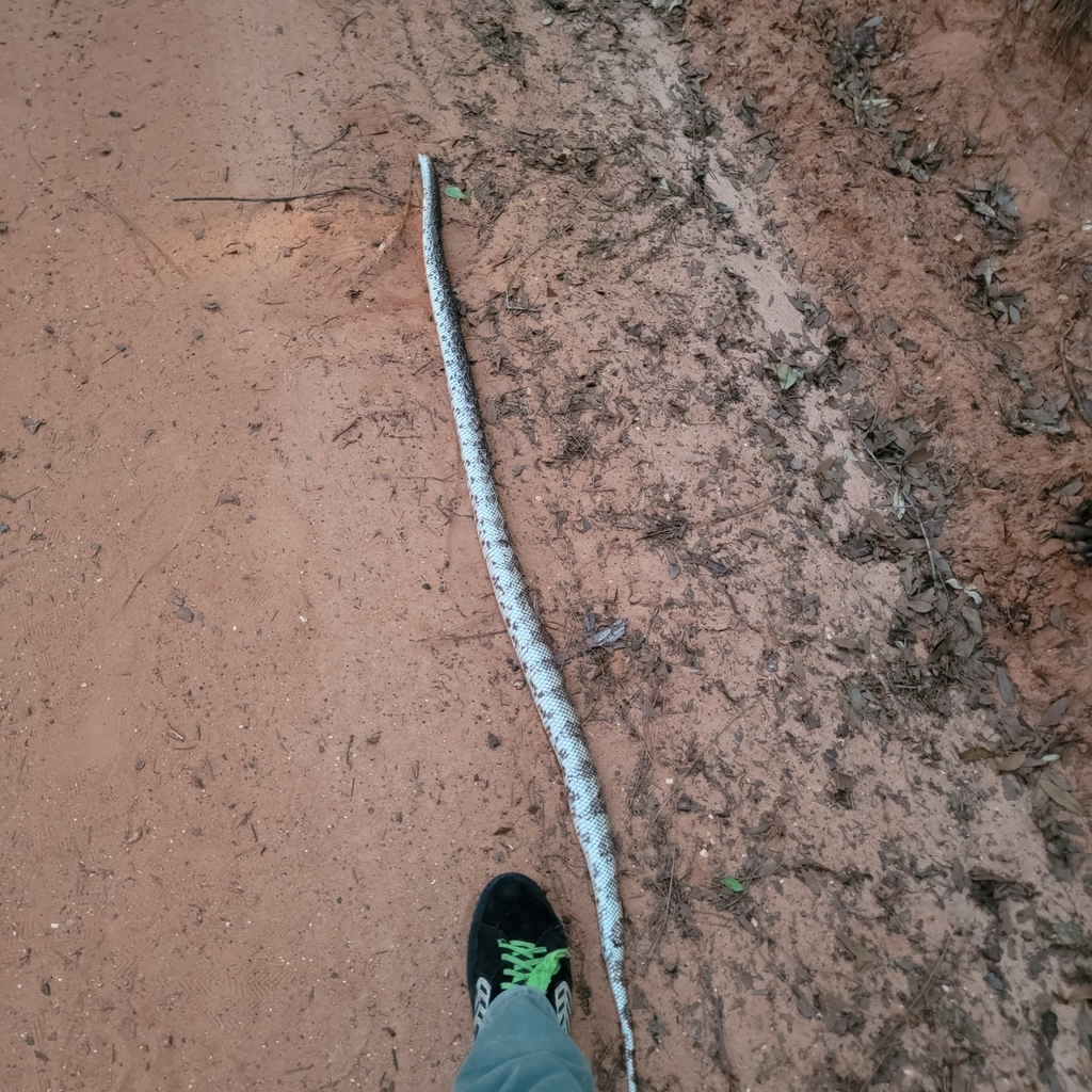 Florida Pine Snake in April 2023 by Wayne Fidler · iNaturalist