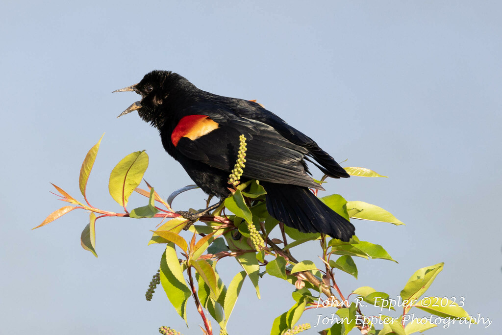 Red-winged Blackbird from Kent County, DE, USA on April 19, 2023 at 05: ...