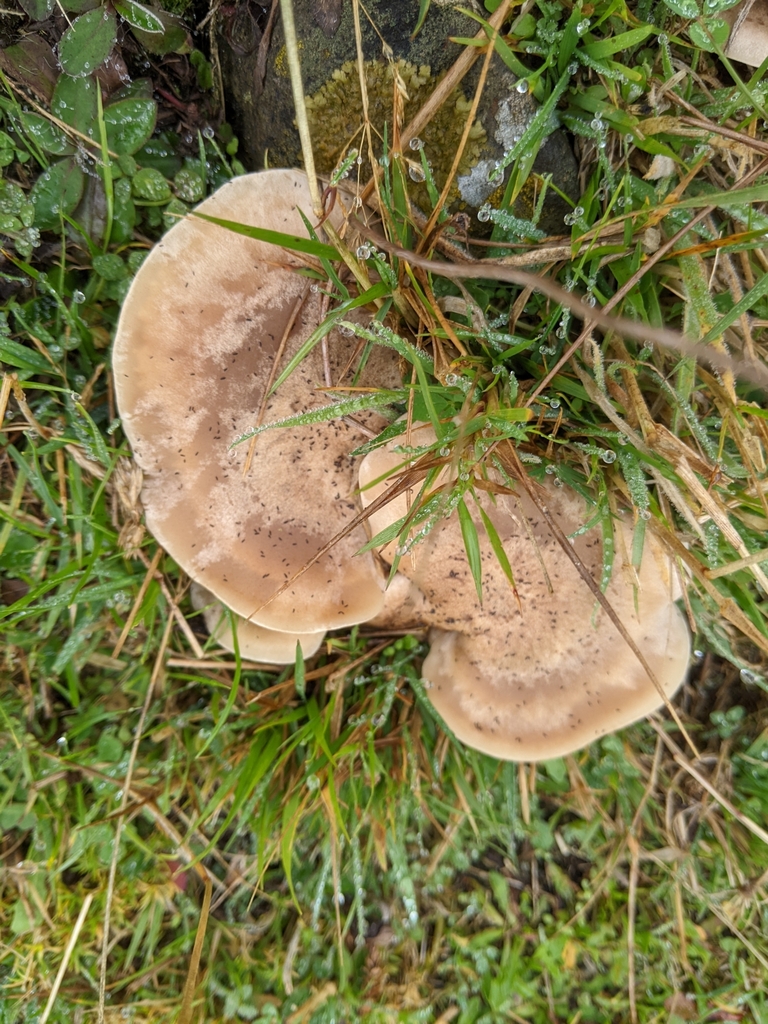 Blewits from Purau, New Zealand on April 22, 2023 at 12:19 PM by Adam ...