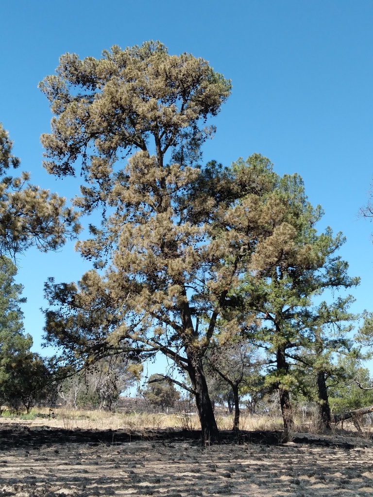Teocote pine from Tetla de la Solidaridad, Tlax., México on March 11 ...