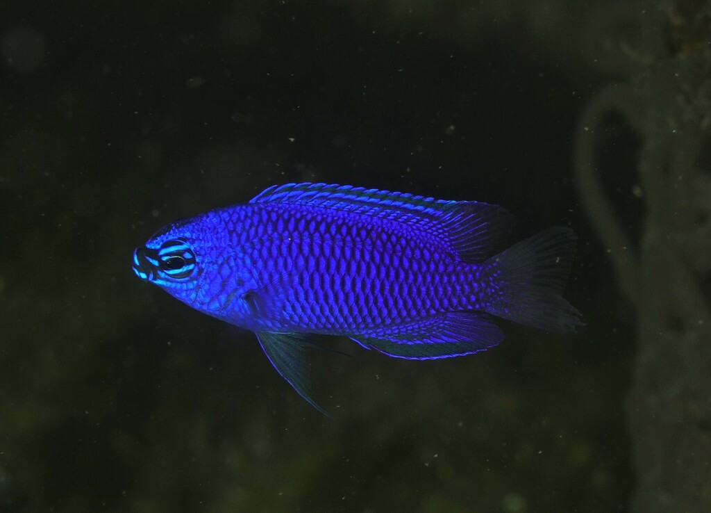 Australian Damsel (Pomacentrus australis) - Marine Life Identification
