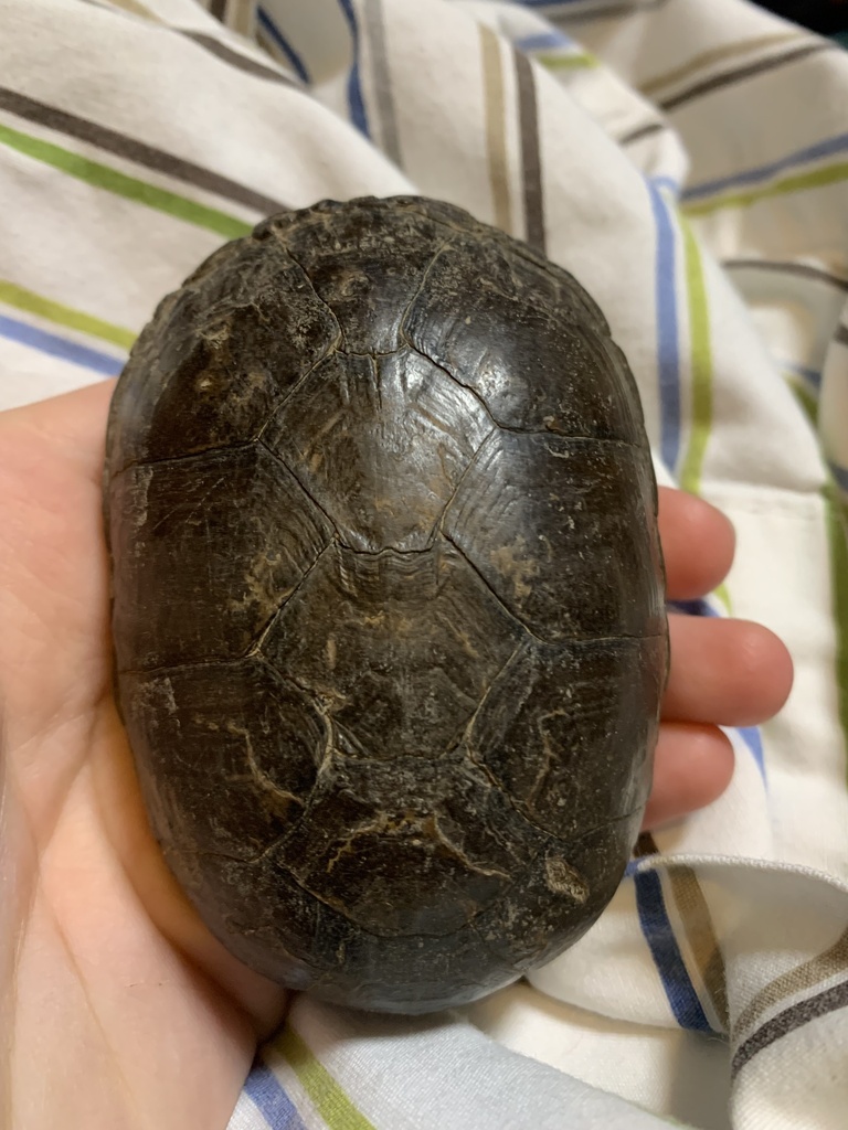 Southeastern Mud Turtle in April 2023 by Michael Rice. in a hoop trap ...