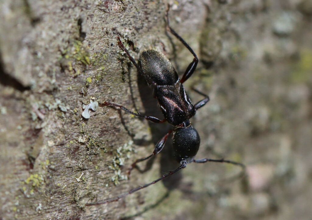 Ant-like Longhorn Beetle from Windsor, CT, USA on April 21, 2023 at 04: ...