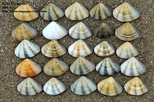 género Macridiscus · Natusfera