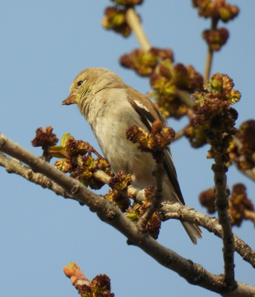 American Goldfinch from Thompson Park, The Dalles, Wasco Co., OR, USA ...