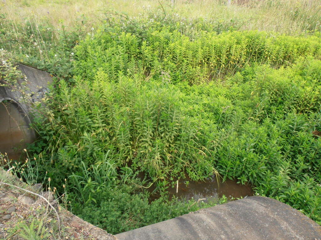 Lycopus australis from Queen Mary Falls QLD 4373, Australia on December ...