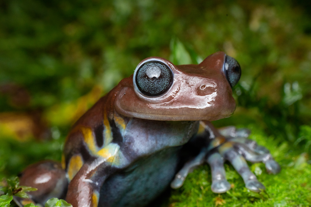 Paisa Frog in April 2023 by Julian Alzate · iNaturalist