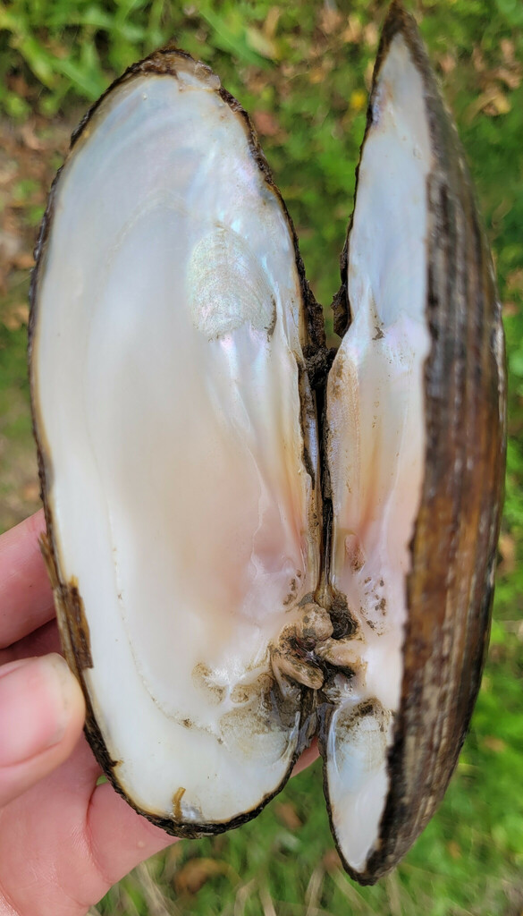 Black Sandshell in October 2022 by Brenda Van Ryswyk · iNaturalist