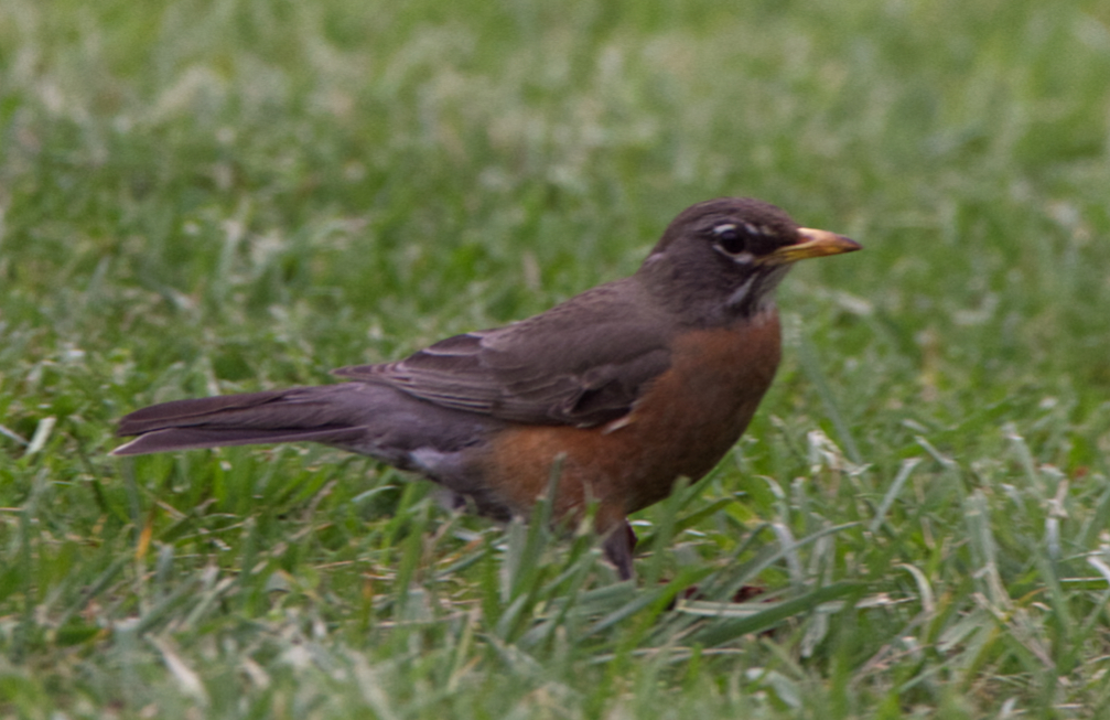 American Robin from Eastsound, WA 98245, USA on April 21, 2023 at 05:12 ...