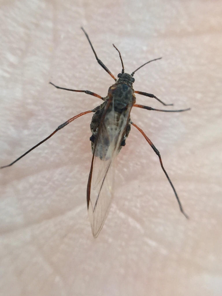 Giant Willow Aphid from Auckland, New Zealand on April 22, 2023 at 12: ...