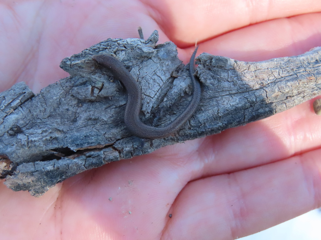 Low's Dwarf Skink in April 2023 by koality_content · iNaturalist