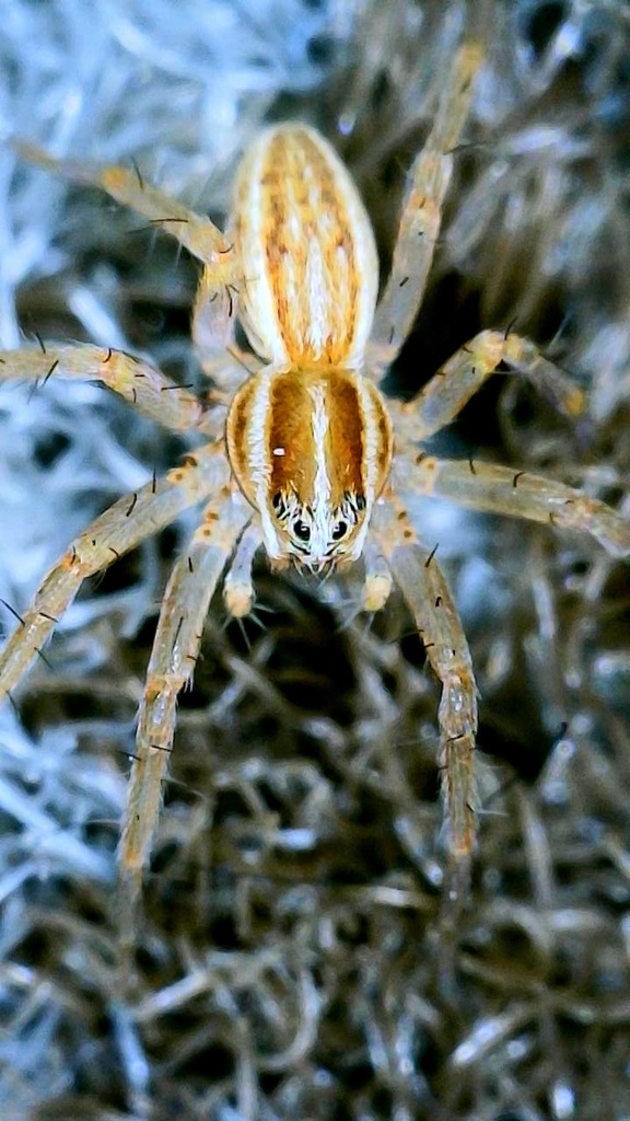 Fishing Spiders from Silver Bay, MN, US on April 21, 2023 at 10:21 PM ...