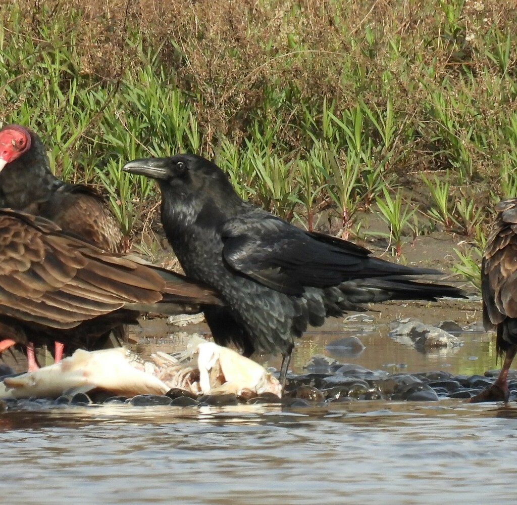 Common Raven from Deschutes River St. Rec. Area, Sherman County, OR ...