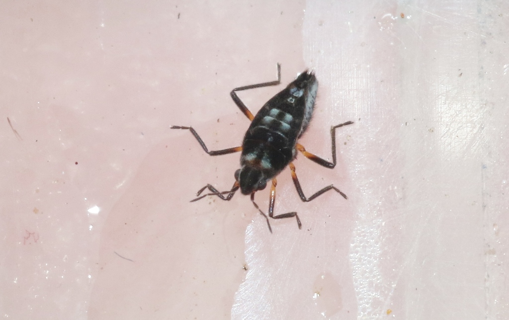 Hawaiian pond bug from Hawaii County, HI, USA on September 16, 2018 at ...