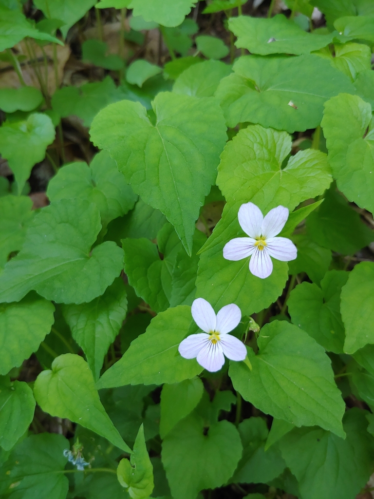 Canada Violet from Lawton, WV 25864, USA on April 21, 2023 at 10:46 AM ...