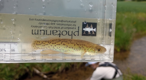Fundulus julisia · NaturaLista Colombia