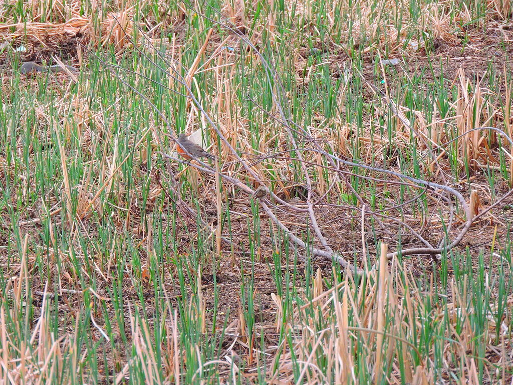 American Robin from Clapp Park, Lubbock, TX, USA on April 20, 2023 at ...