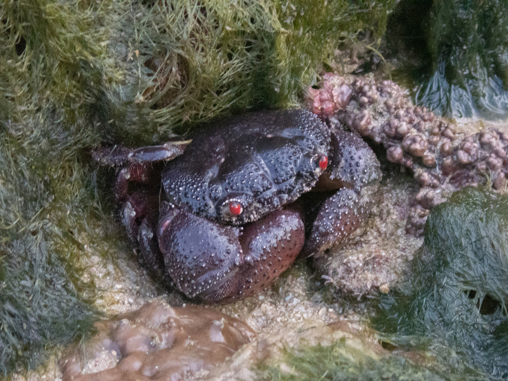Ferocious reef crab in April 2023 by ylsu · iNaturalist