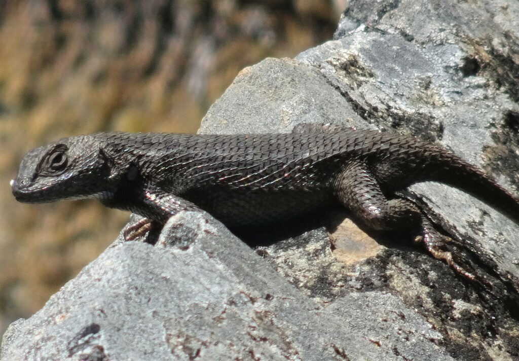 Western Fence Lizard from Clallam County, WA, USA on May 04, 2017 at 01 ...