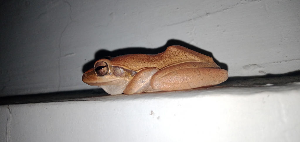 Chunam Tree Frog from Sarnath, Varanasi, Uttar Pradesh 221007, India on ...