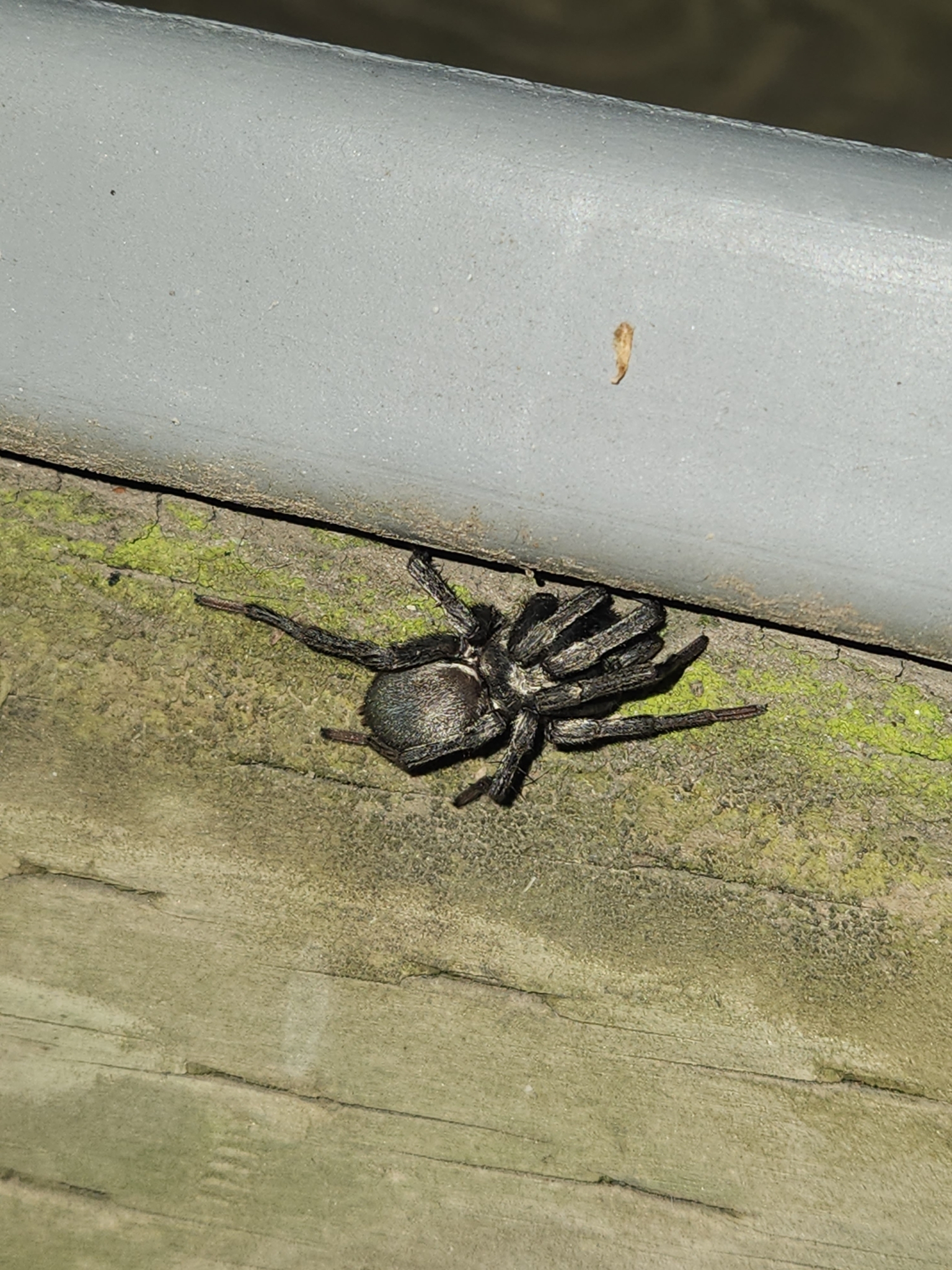 Calisoga longitarsis (Simon, 1891)