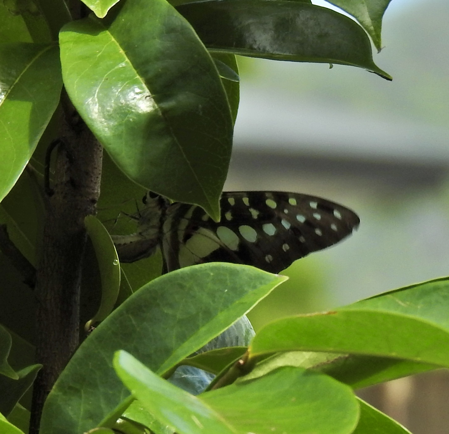Graphium macfarlanei (Butler, 1877)