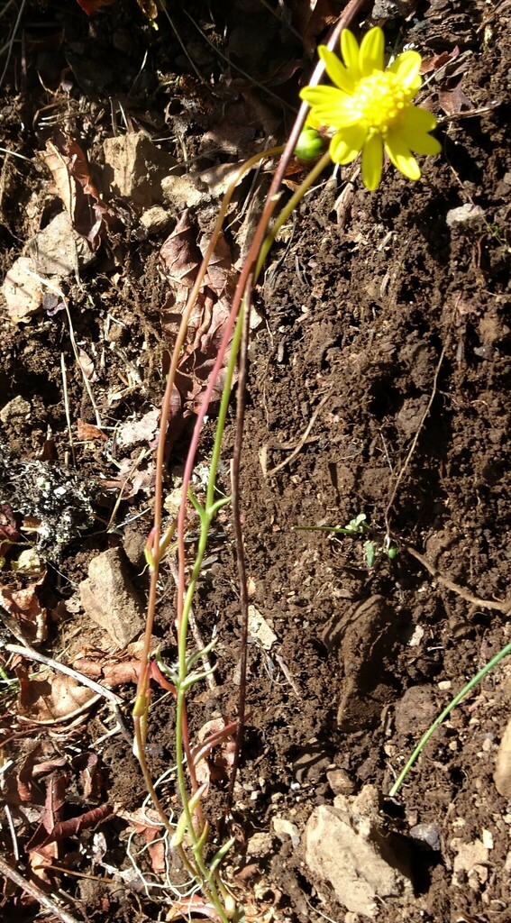 spring gold from Clallam County, WA, USA on May 4, 2017 at 11:50 AM by ...