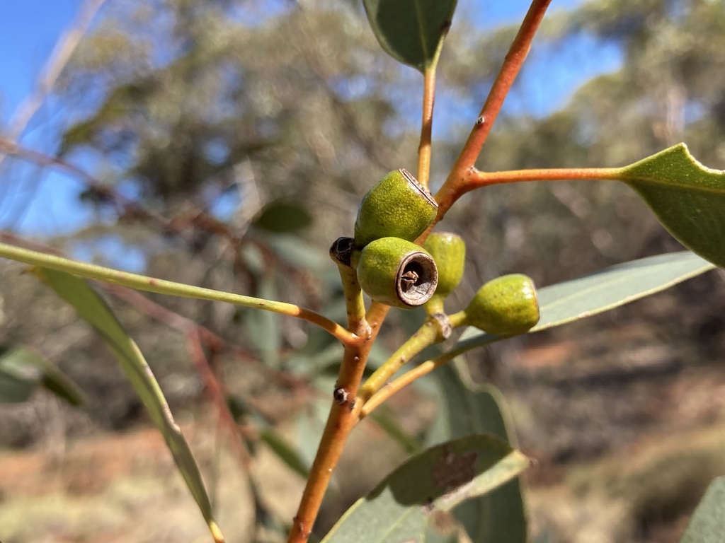 Ridge-fruited mallee from Yathong Nature Reserve, Irymple, NSW, AU on ...