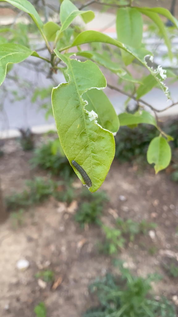 Winged and Once-winged Insects from St. Louis on April 21, 2023 at 07: ...
