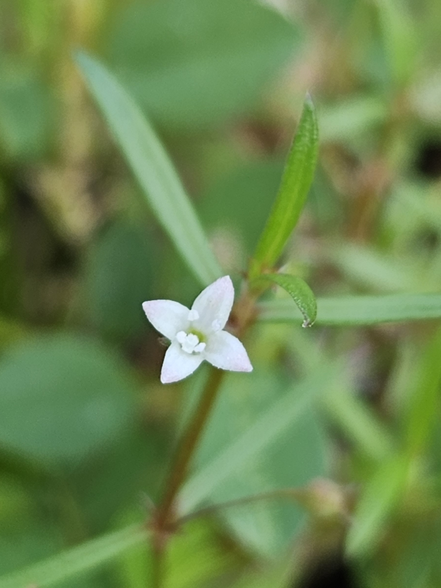 Scleromitrion diffusum (Willd.) R.J.Wang