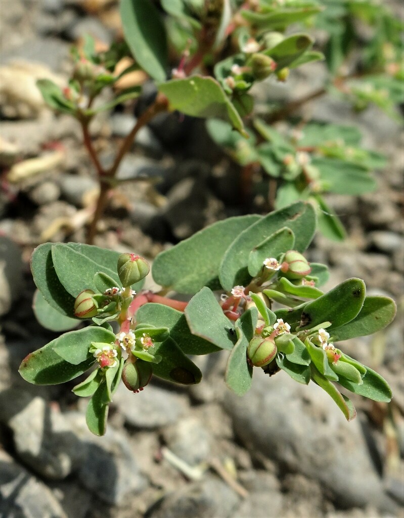 Ribseed Sandmat from Port Angeles, WA, USA on July 31, 2020 at 11:35 AM ...