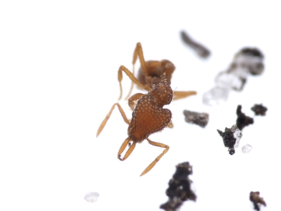 Strumigenys louisianae Roger, 1863