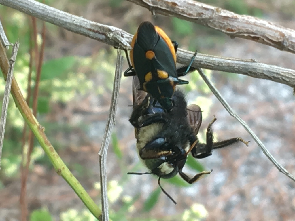 Florida Predatory Stink Bug from Tuscaloosa, AL, USA on October 20 ...