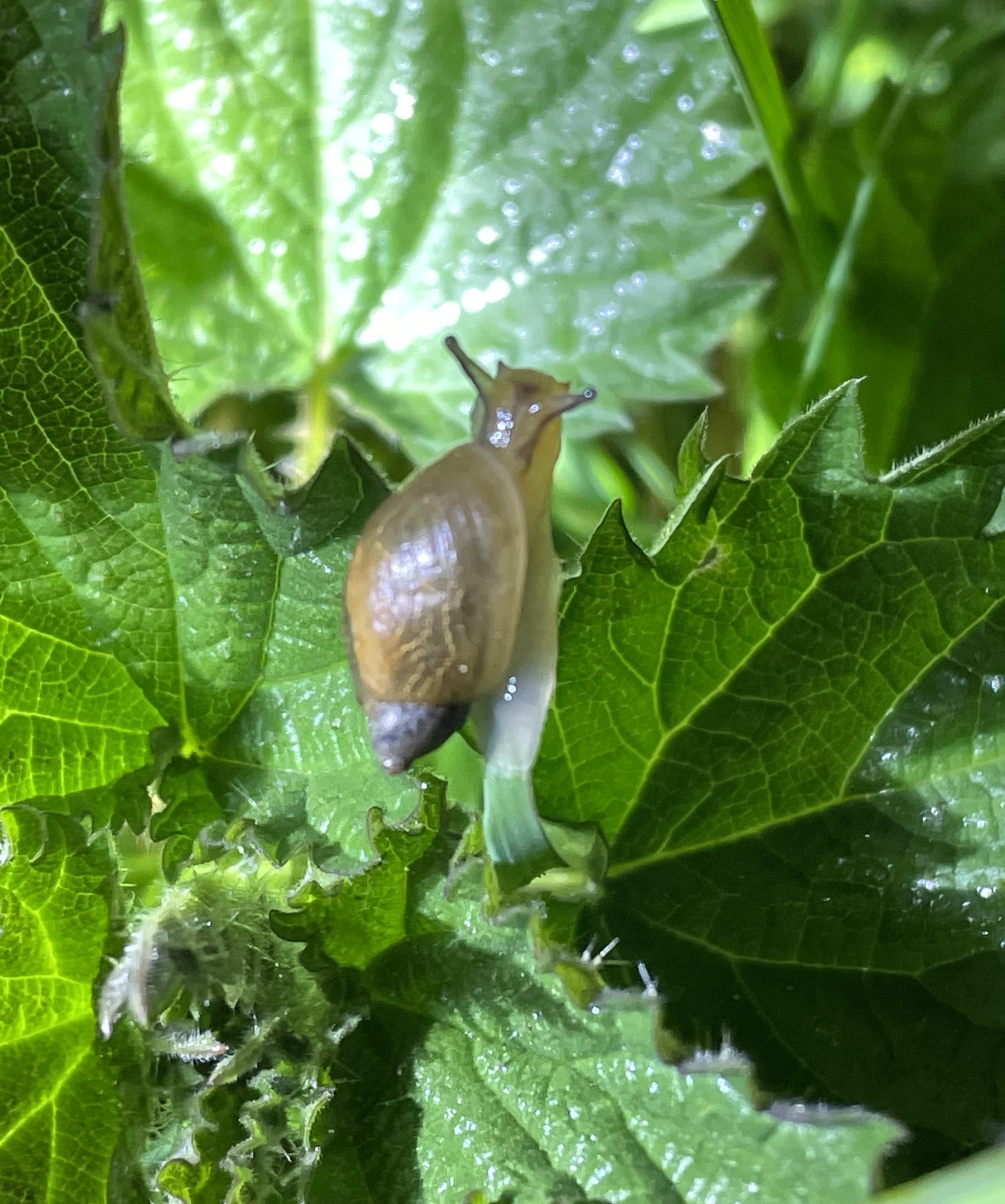 Succinea putris (Linnaeus, 1758)